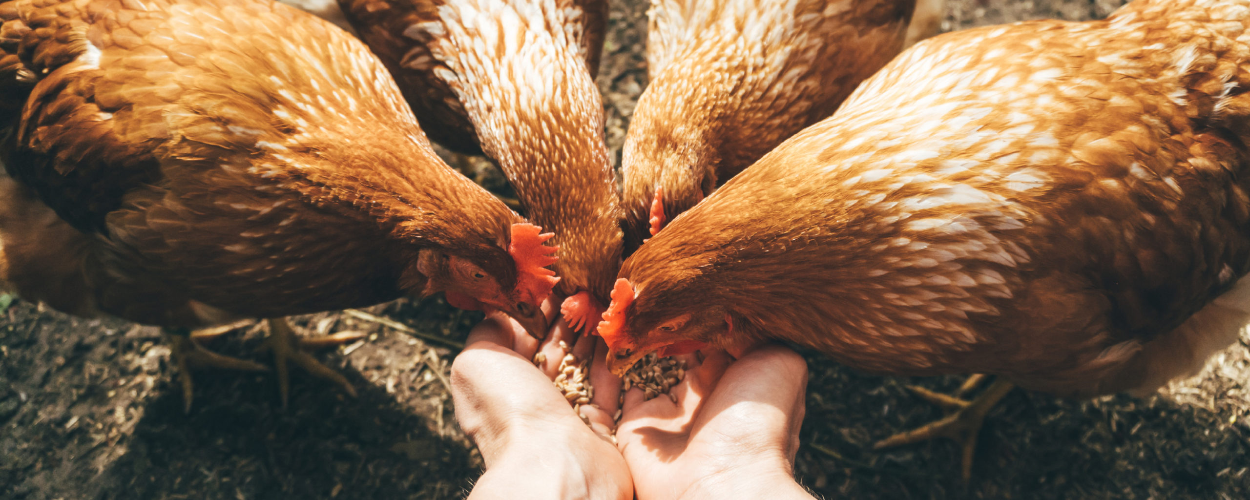 Home Page - REDA Animal Nutrition